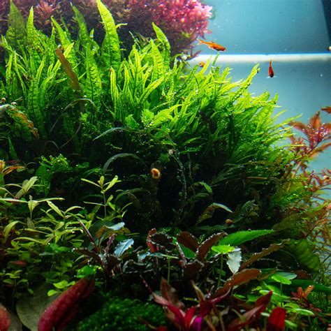 Javafarn Microsorum Pteropus Pflege Wasserpflanzen Lexikon