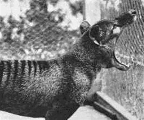 Thylacine Aka Tasmanian Tiger Rna Isolated From 132 Year Old Museum