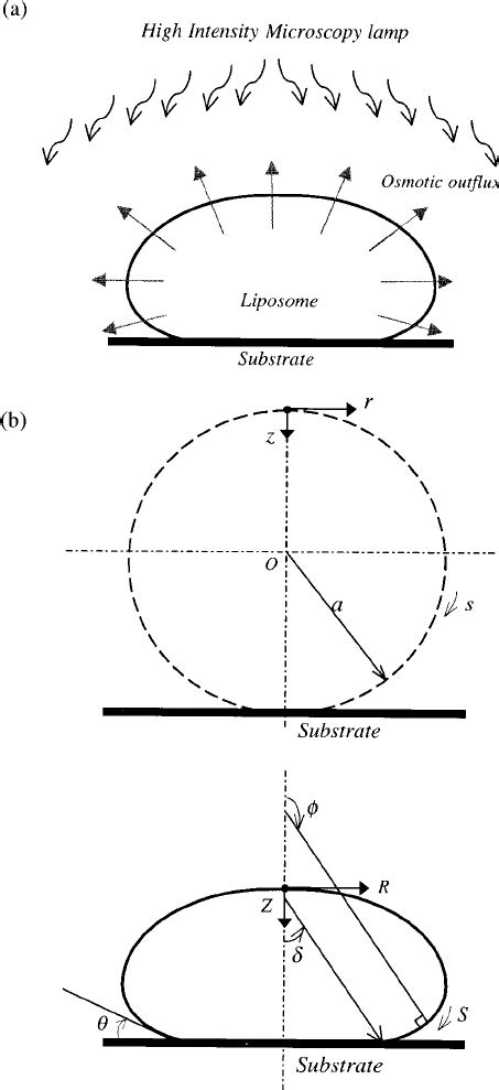 Schematic Representation Of Vesiclesubstrate Contact Deformation „ A