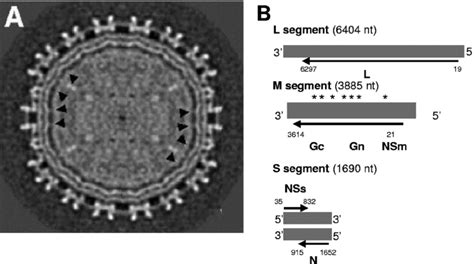 Structural And Genomic Organization Of Rvfv A A Single Particle