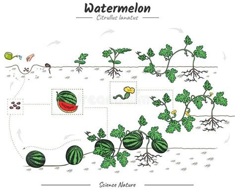 Stages Watermelon Growing Stock Illustrations 52 Stages Watermelon Growing Stock Illustrations