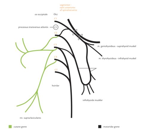 Plexus Cervicalis Diagram Quizlet