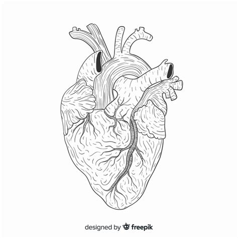 Cardiac Vector At Collection Of Cardiac Vector Free For Personal Use