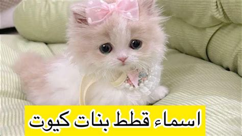 اسماء قطط بنات كيوت 2023 أسماء قطط إناث Youtube