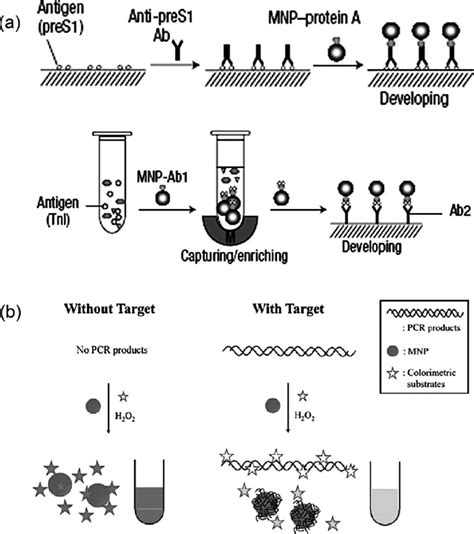 A Schematic Representation Of Fe 3 O 4 Mnps Based Immunoassay Top Or