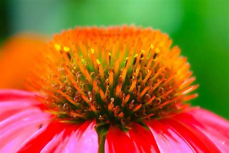 生きる残る形 Ganref