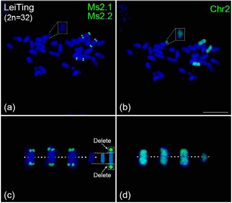 New Chromosome Barcode System Unveils Genetic Eurekalert
