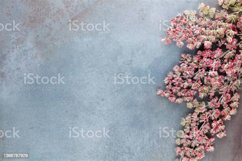 크리스마스 구성 전나무 나뭇 가지 파란색 배경에 금 선미 0명에 대한 스톡 사진 및 기타 이미지 0명 가문비나무 공휴일 Istock