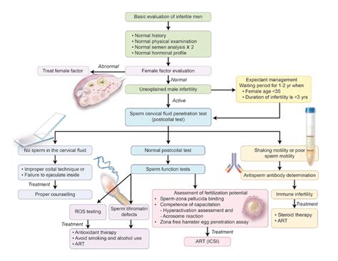 A Proposed Algorithm For The Clinical Management Of Men With Download Scientific Diagram
