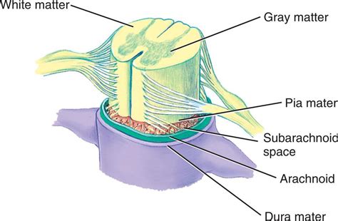 Cerebrospinal Fluid Analysis Basicmedical Key