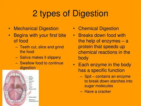 Digestion Meaning