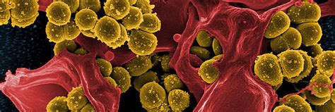 Antibody Antibiotic Superdrug Triumphs Over Mrsa Superbug In Mice Ars
