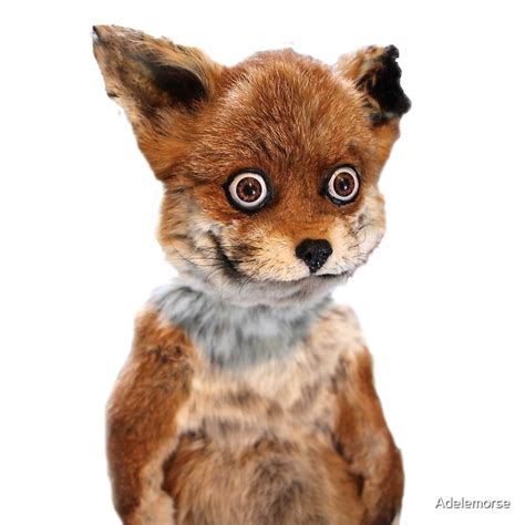 Geoff Stoned Fox Taxidermy Meme Adele Morse By Adele Morse Redbubble