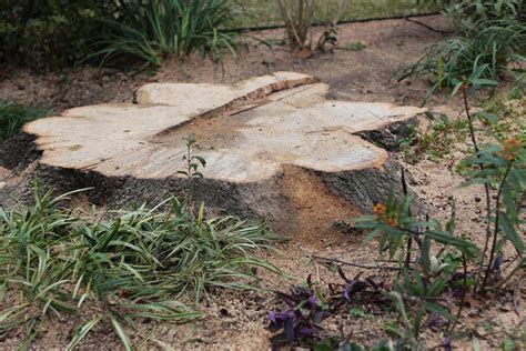 What Is Stump Grinding Texas Tree Surgeons
