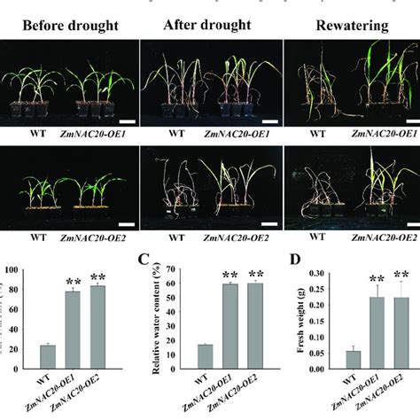 Subcellular Localization Of Zmnac20 35s H2b Mcherry Is A Nuclear Download Scientific Diagram