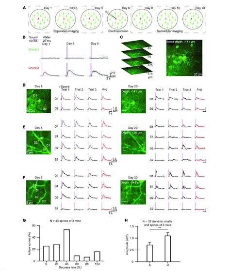 Chronic Subcellular Imaging After Daily Two Photon Population Imaging