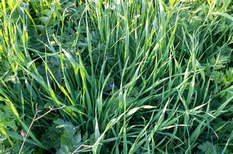 녹색 초원 클로즈업 잔디밭에서 배경입니다 출판 디자인 포스터 달력 게시물 화면 보호기 벽지 엽서 표지 웹 사이트를위한 여름 초원 고품질 사진 0명에 대한 스톡 사진 및 기타