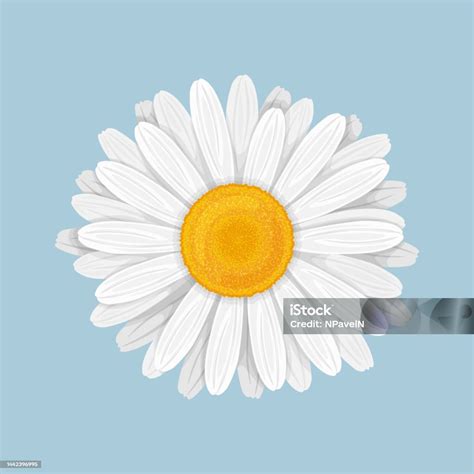 Chamomile Bunga Daisy Dalam Gaya Kartun Bunga Cerah Dengan Kelopak Putih Tanaman Obat Ilustrasi