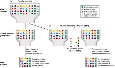Schematic Of Advanced Domestication Using Crisprcas‐based Gene Editing