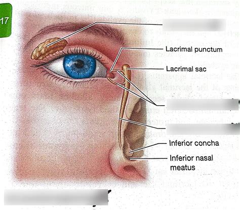 Lacrimal Apparatus Diagram Quizlet