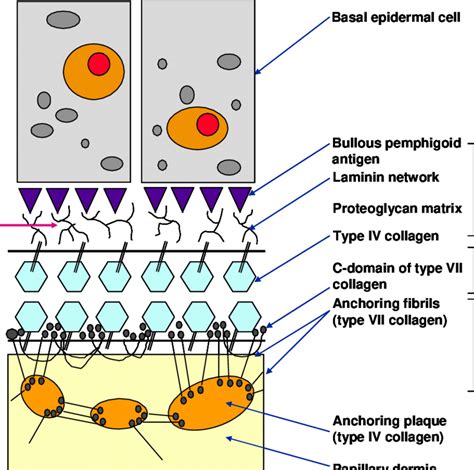 Diagrammatic Representation Of The Molecular Structure Of The Epidermal