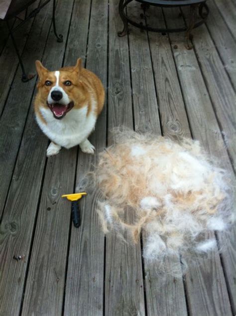 Furminated Corgi Impressive Transformation Corgi Shedding Time