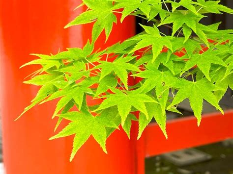 下鴨神社の青モミジ 京都ちゅーすけのブログ