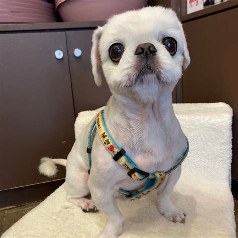 창원강아지무료분양 신월동강아지무료분양 창원페키니즈무료분양 신월동페키니즈무료분양 창원 2021 0125 페키니즈 복돌이 책임분양 강아지입양 고양이입양 도그마루 입양케어