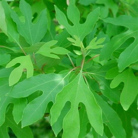 Sassafras Albidum Sassafras Van Den Berk Nurseries Sassafras Albidum Sassafras Van Den Berk Nurseries