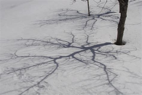 15 Growth Patterns That Repeat Across All Life Forms