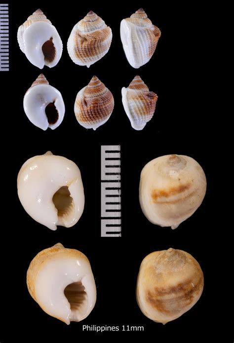 Microshells Nassarius Globosus コブムシロ 瘤莚