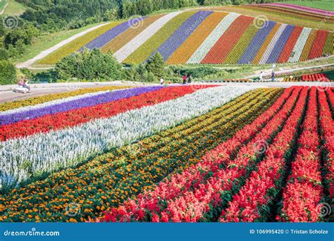 Shikisai No Oka Flower Hills In Summer Editorial Image Image Of Plant