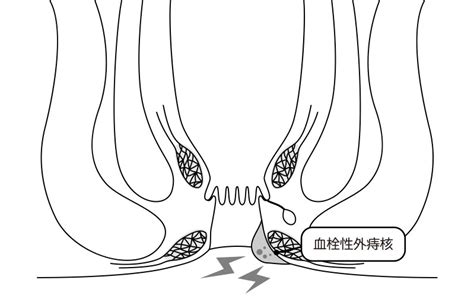 Cross Sectional View Royalty Free Vector Image