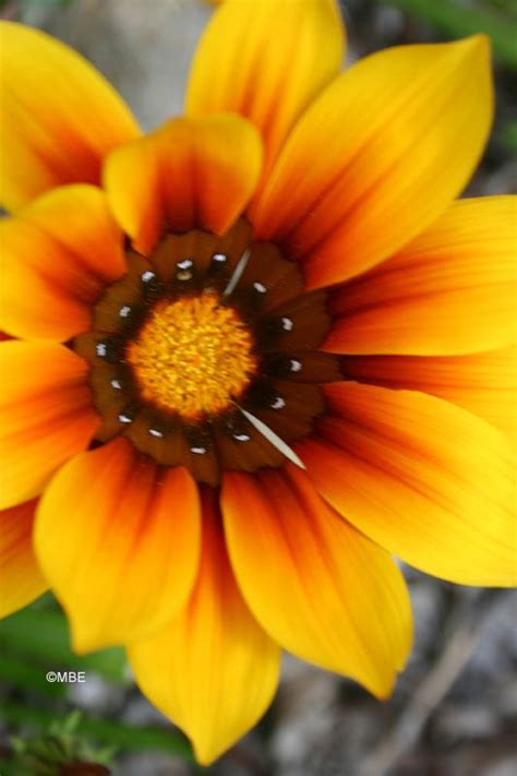 Reference Photos For Artists Flowers