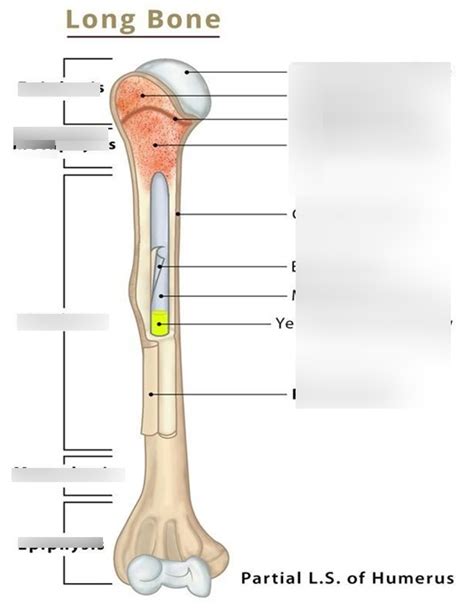 Long Bone Diagram Diagram Quizlet
