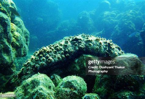 Sea Cucumber Phylum Photos And Premium High Res Pictures Getty Images