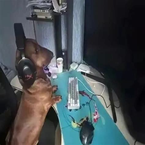 Создать мем собака мотя собака в собака за компом Картинки Meme