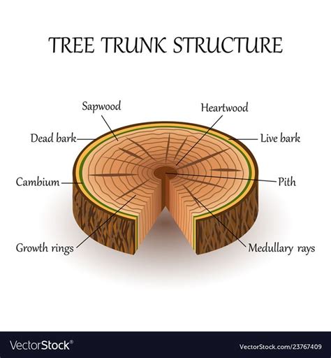 Layers Tree Vector Image On Vectorstock Flower Illustration Tree