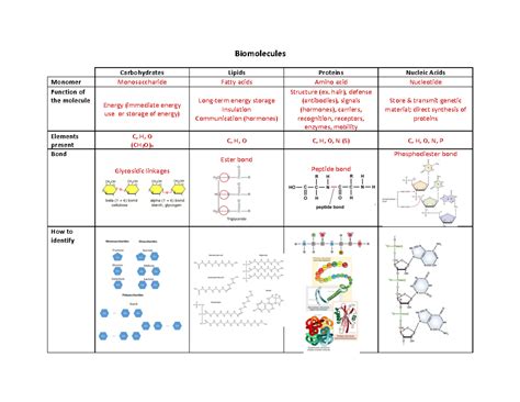 5 Biomolecules Chart Biomolecules Carbohydrates Lipids Proteins