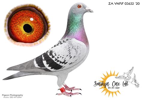 Lot 4 Sonskyn One Loft Mike Coetzee Vnrf 20 03632 2nd Final Race Sonskyn Open — Sire