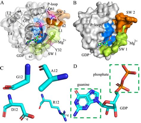 Figure 1 From Impacts Of Mutations In The P Loop On Conformational Alterations Of Kras