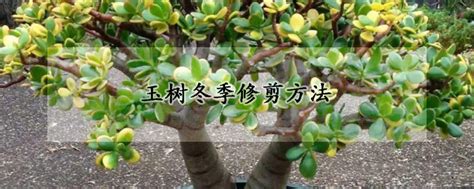 玉树冬天怎么养才能安全过冬 发财农业网