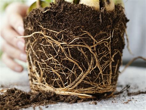 Fungsi Akar Tumbuhan Adalah Homecare