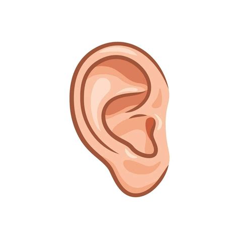 Human Ear Vector Isolated On White Background 24730405 Vector Art At