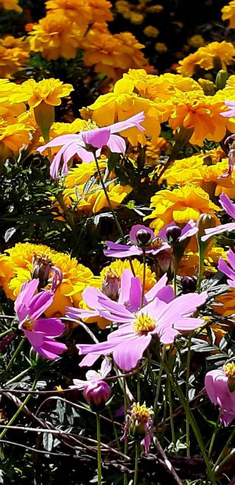 성모 마리아에 바치는 황금의 꽃 아프리카 여인 닮은 메리골드 정충신의 꽃·나무 카페