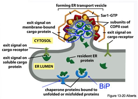 Vesicular Trafficking Review Lp Flashcards Quizlet