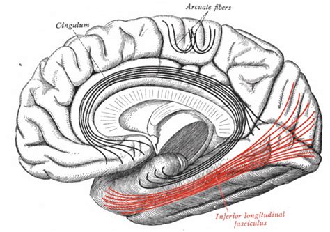 Uncinate Fasciculus