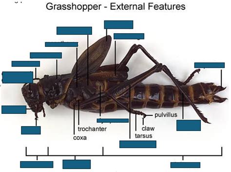 Grasshopper External Features Diagram Quizlet