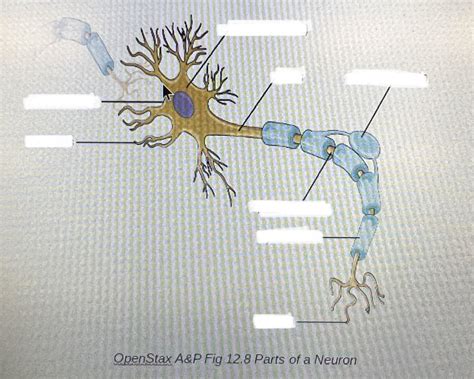 Labeling Parts Of The Neuron Diagram Quizlet