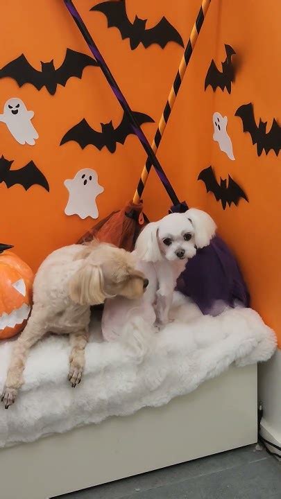 둘이 환상의 짝꿍 Youtube